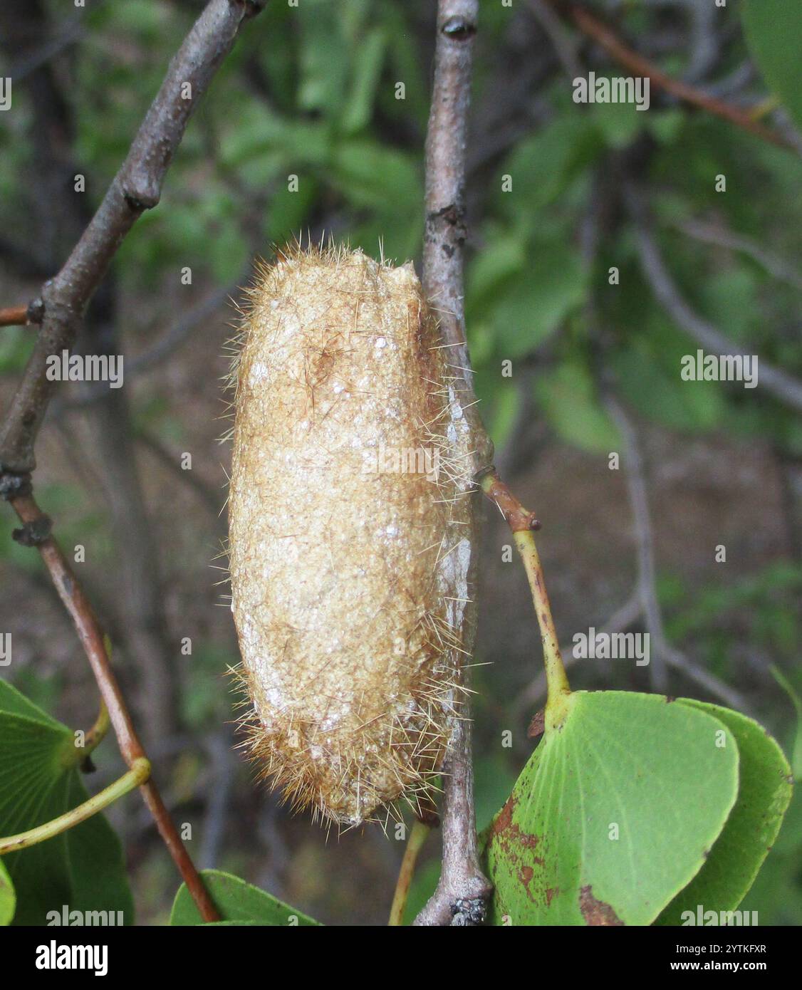 Lappet Moths (Lasiocampidae Stock Photo - Alamy