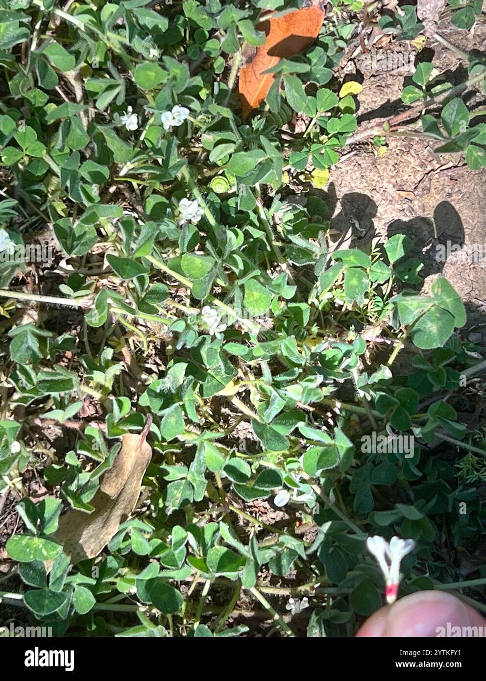 Subterranean Clover (Trifolium subterraneum Stock Photo - Alamy