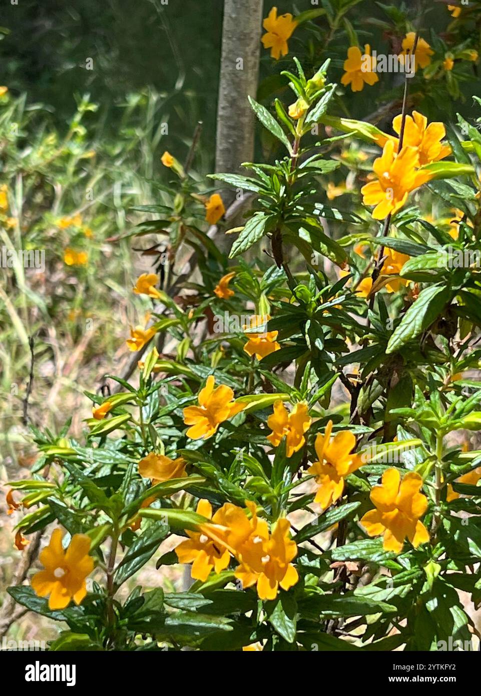 orange bush monkeyflower (Diplacus aurantiacus Stock Photo - Alamy