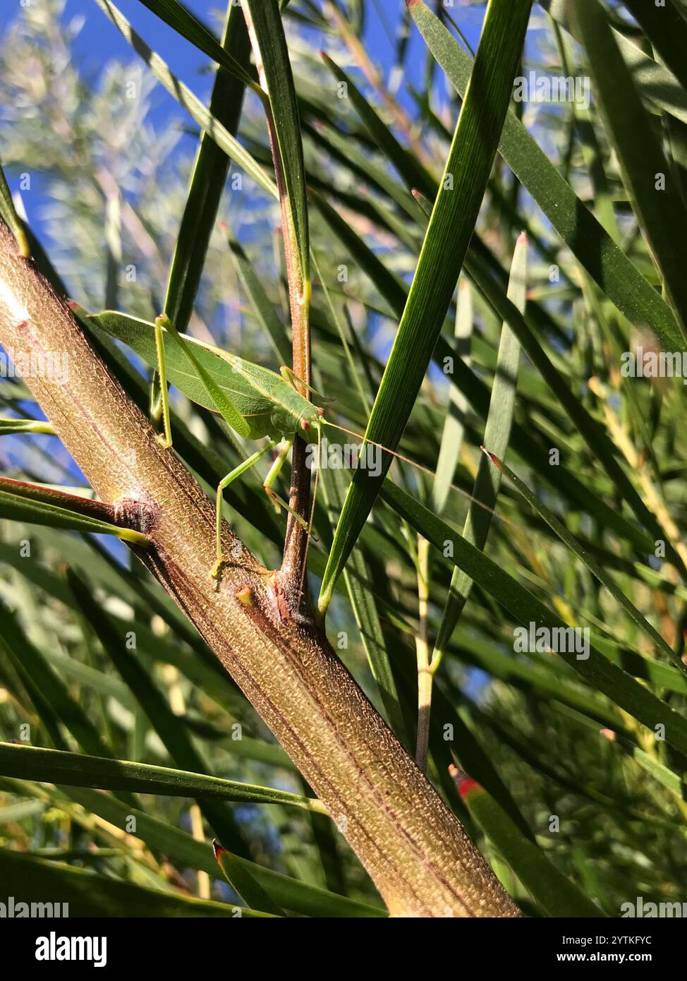 Australian Common Garden Katydid (Caedicia simplex Stock Photo - Alamy