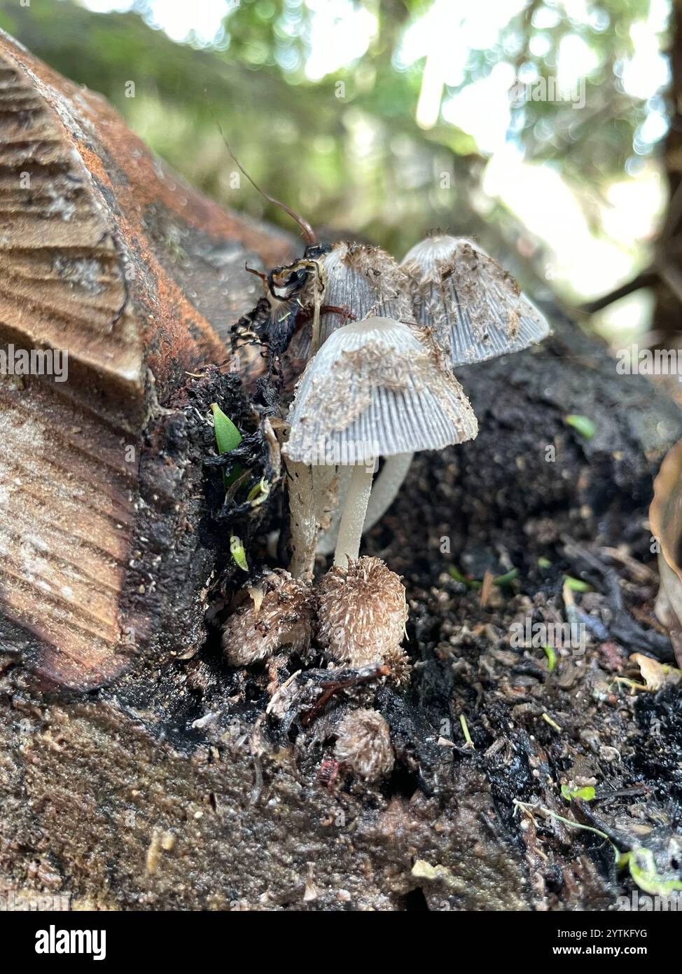 Brittlestems and Allies (Psathyrellaceae Stock Photo - Alamy