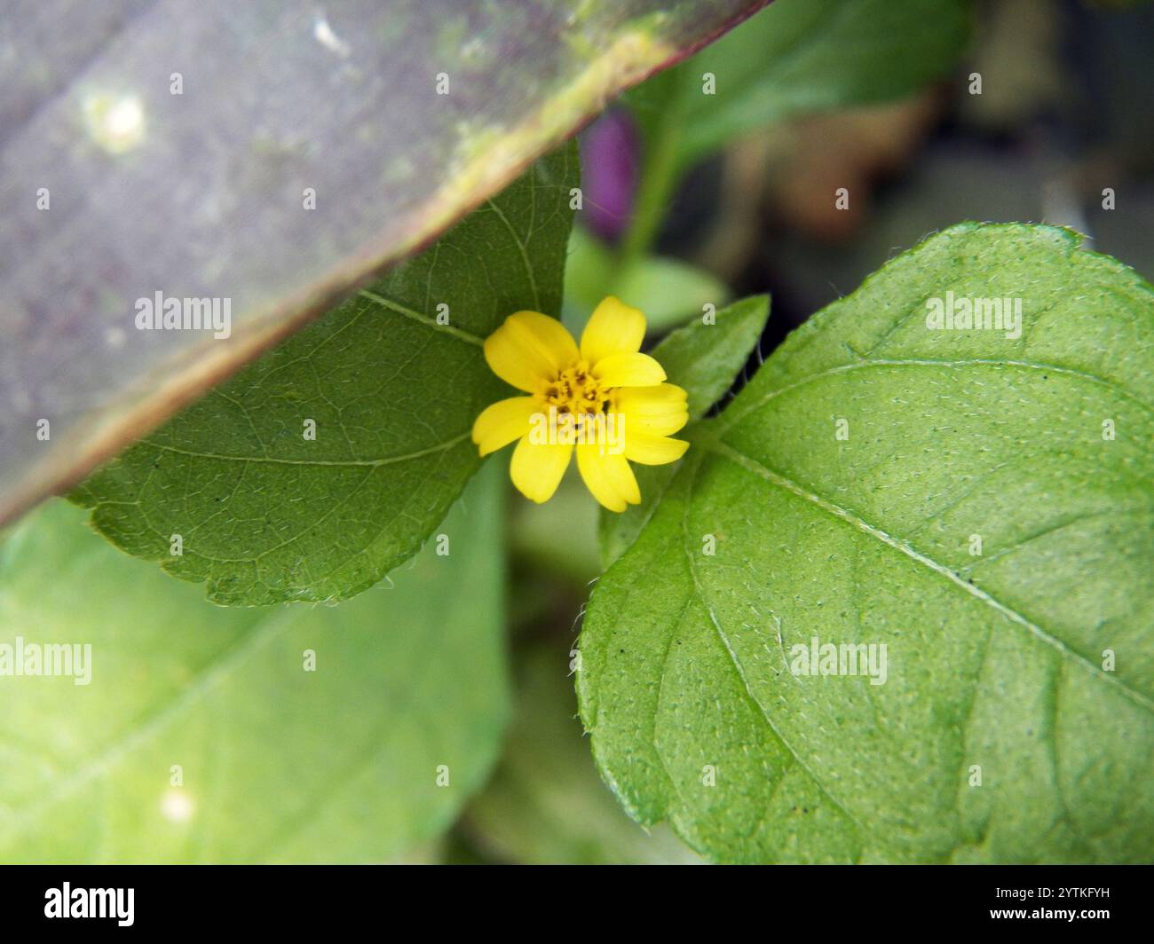 straggler daisy (Calyptocarpus vialis Stock Photo - Alamy