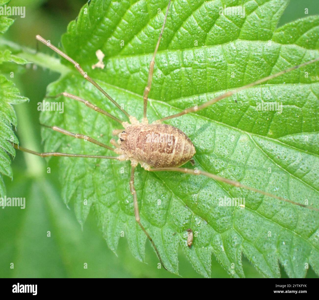 Spring Harvestman (Rilaena triangularis Stock Photo - Alamy