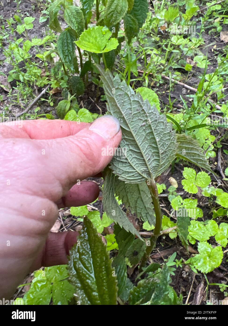 false nettle (Boehmeria cylindrica Stock Photo - Alamy