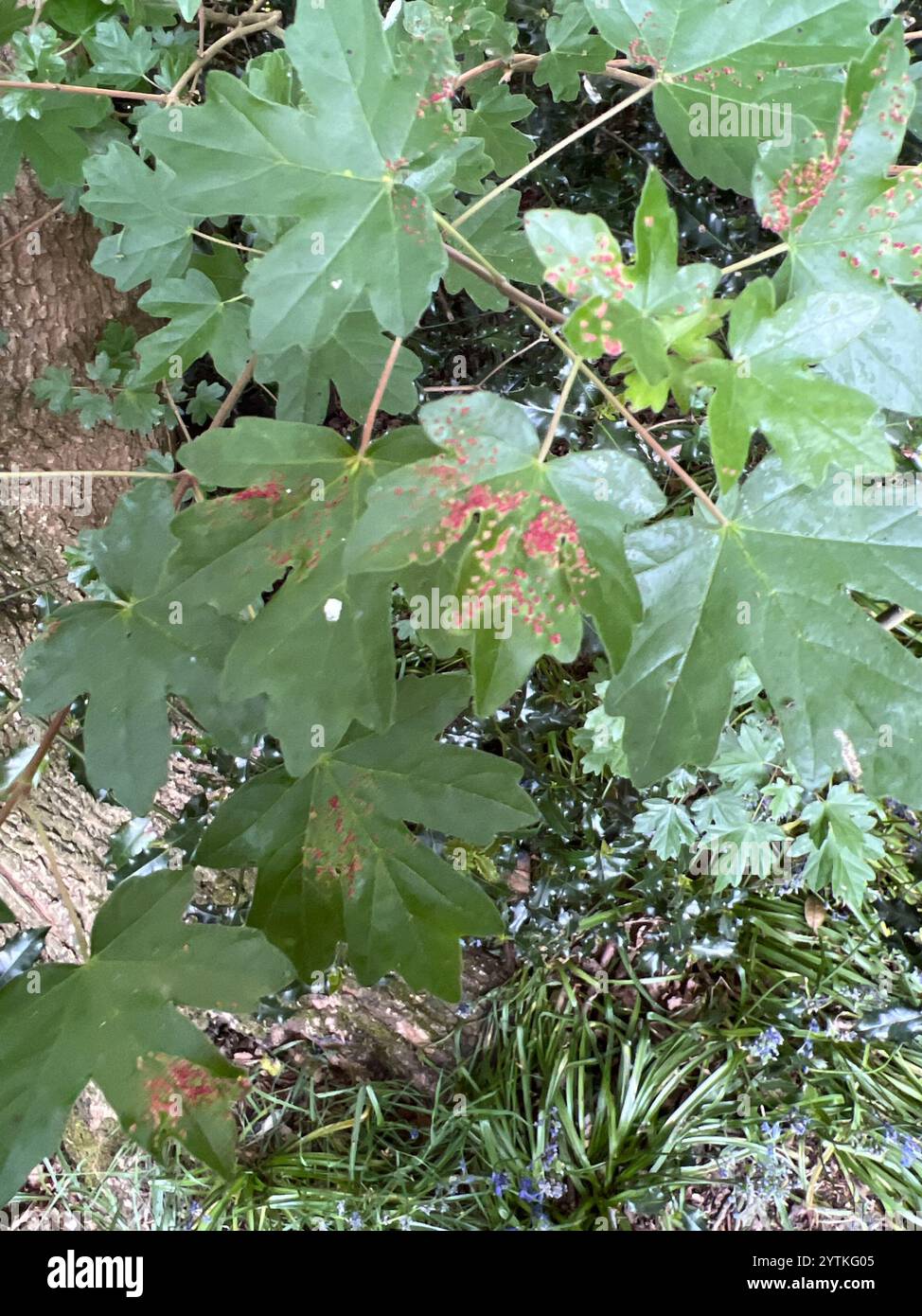 Maple gall mite (Aceria macrorhyncha Stock Photo - Alamy