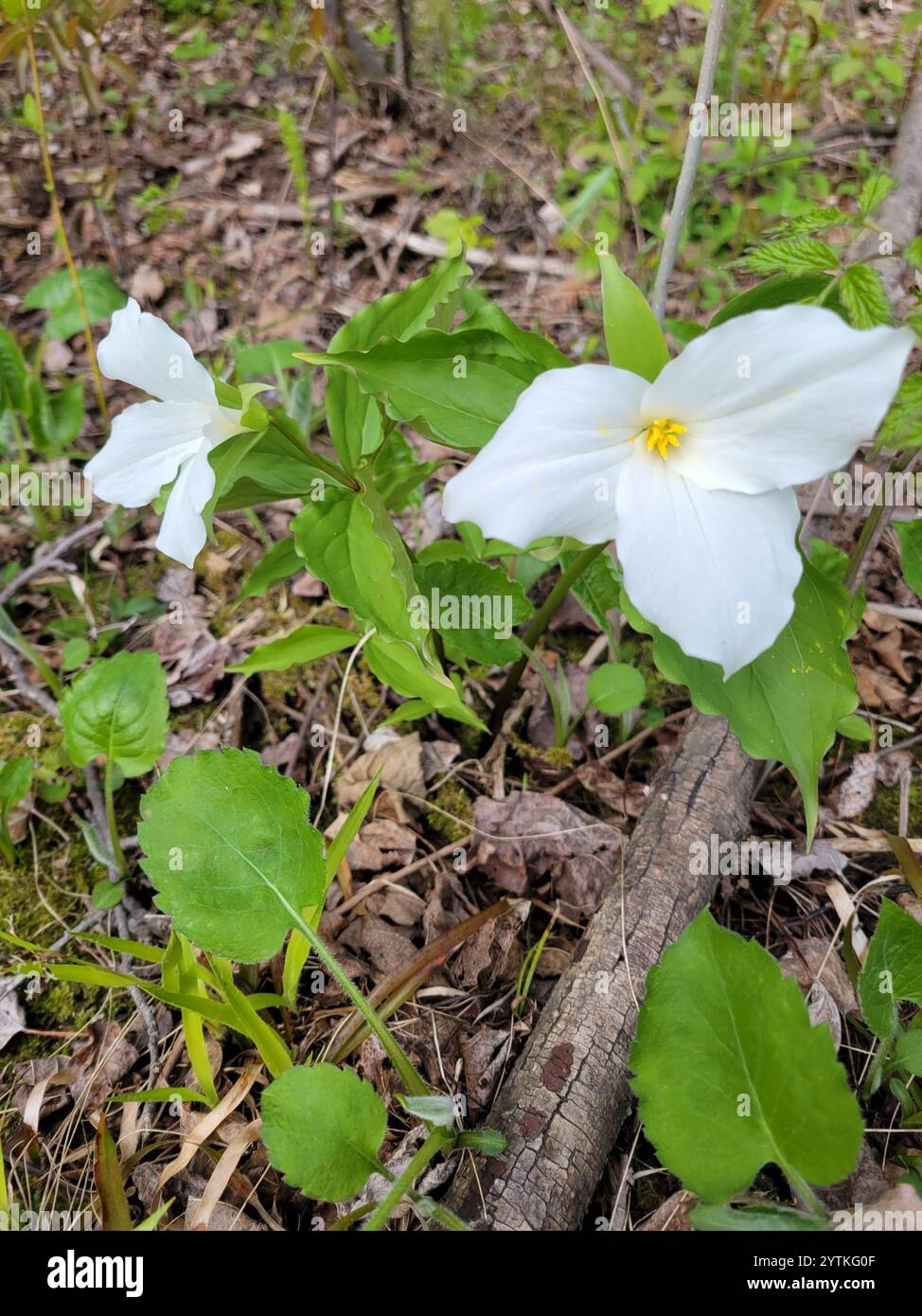 large white trillium (Trillium grandiflorum Stock Photo - Alamy