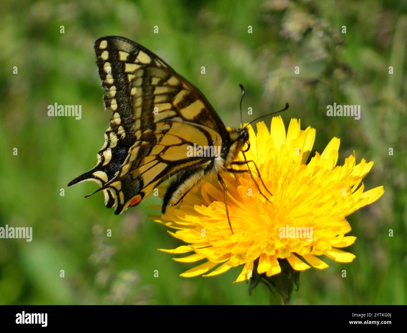 Old World Swallowtail (Papilio machaon Stock Photo - Alamy