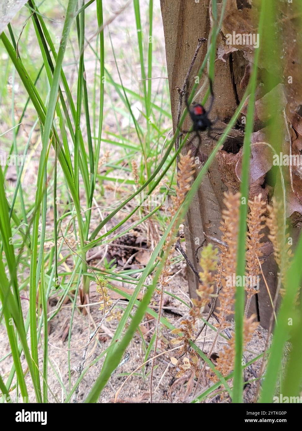 Southern Black Widow (Latrodectus mactans Stock Photo - Alamy