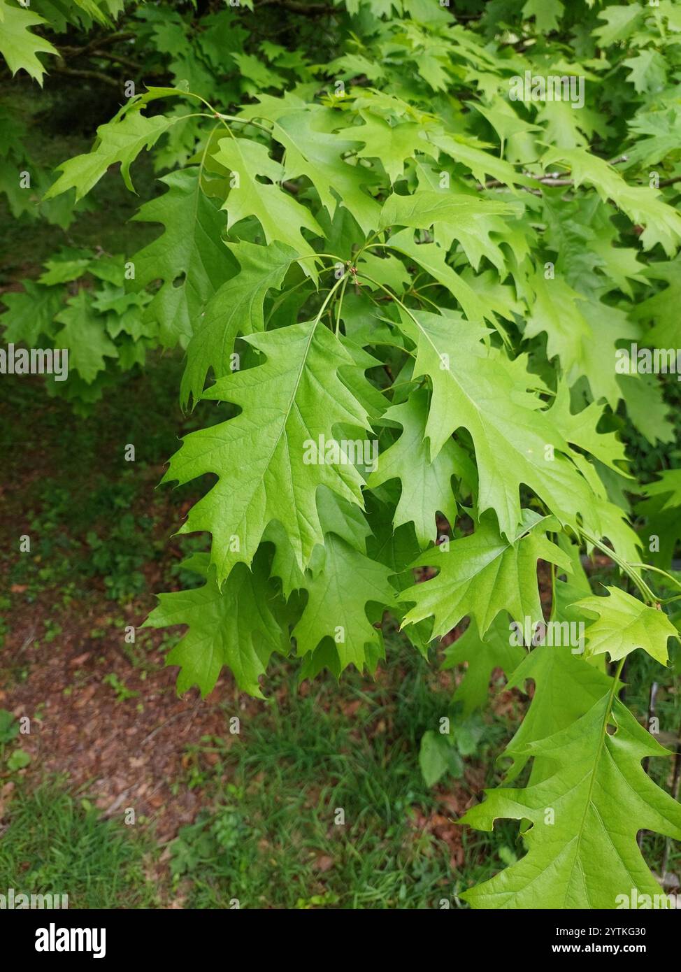 northern red oak (Quercus rubra Stock Photo - Alamy