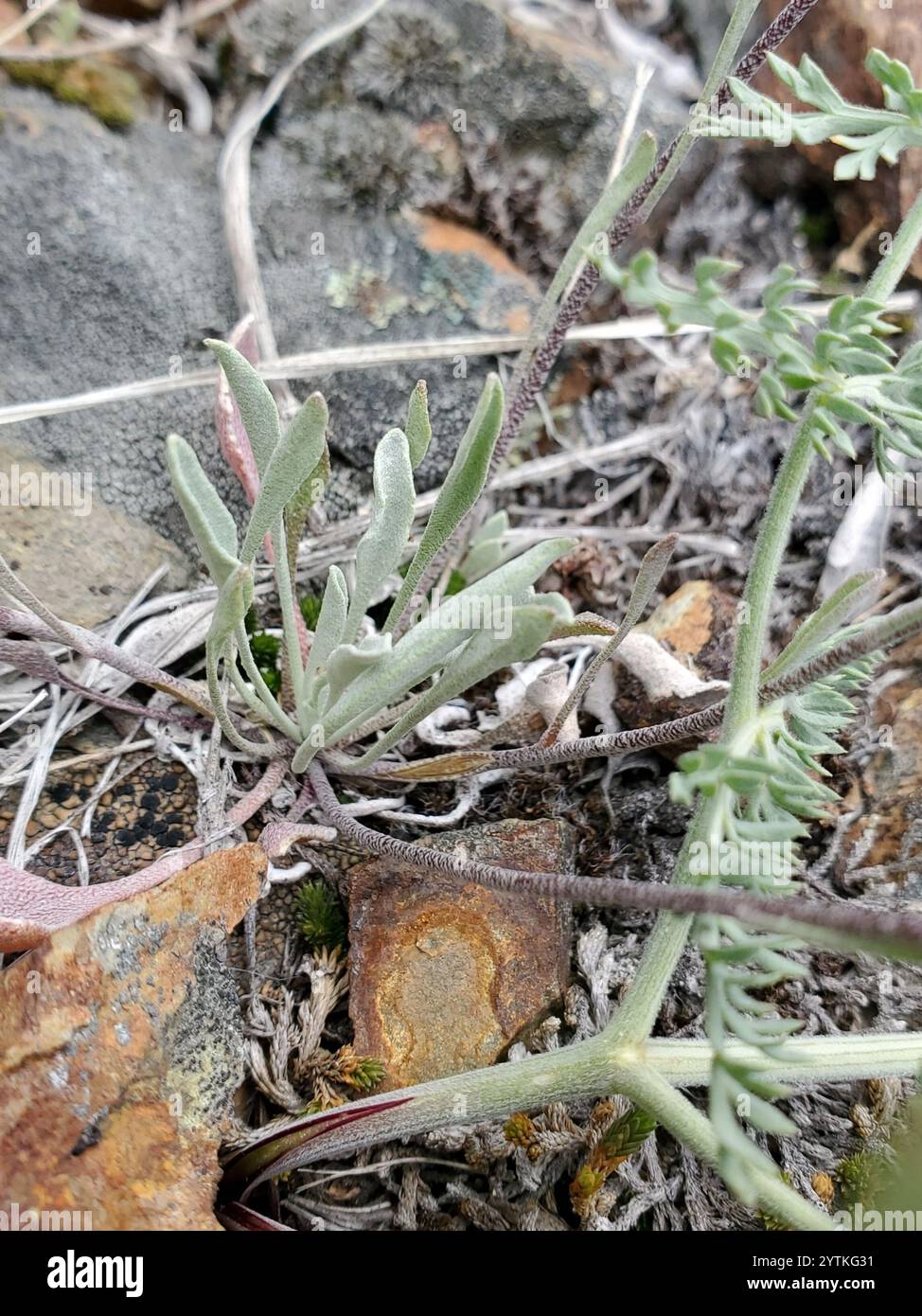 Douglas' Bladderpod (Physaria douglasii Stock Photo - Alamy
