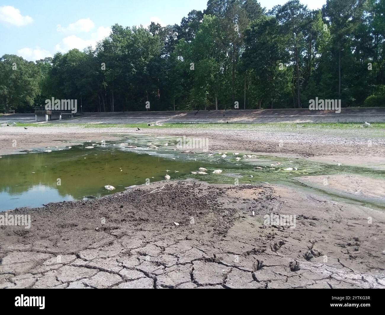 Ray-finned Fishes (Actinopterygii Stock Photo - Alamy