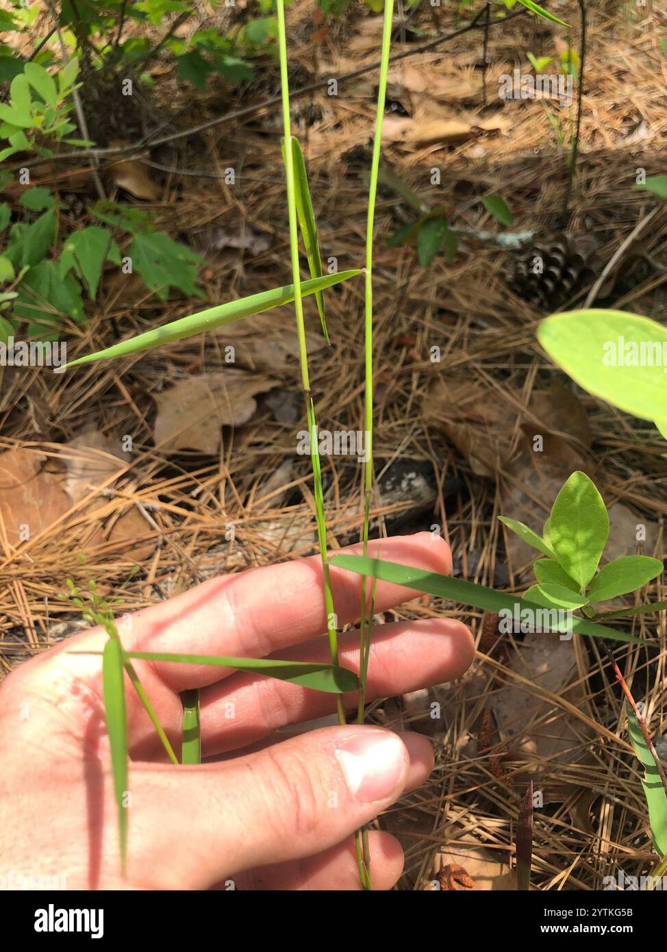Small-fruited Panicgrass (Dichanthelium dichotomum dichotomum Stock ...