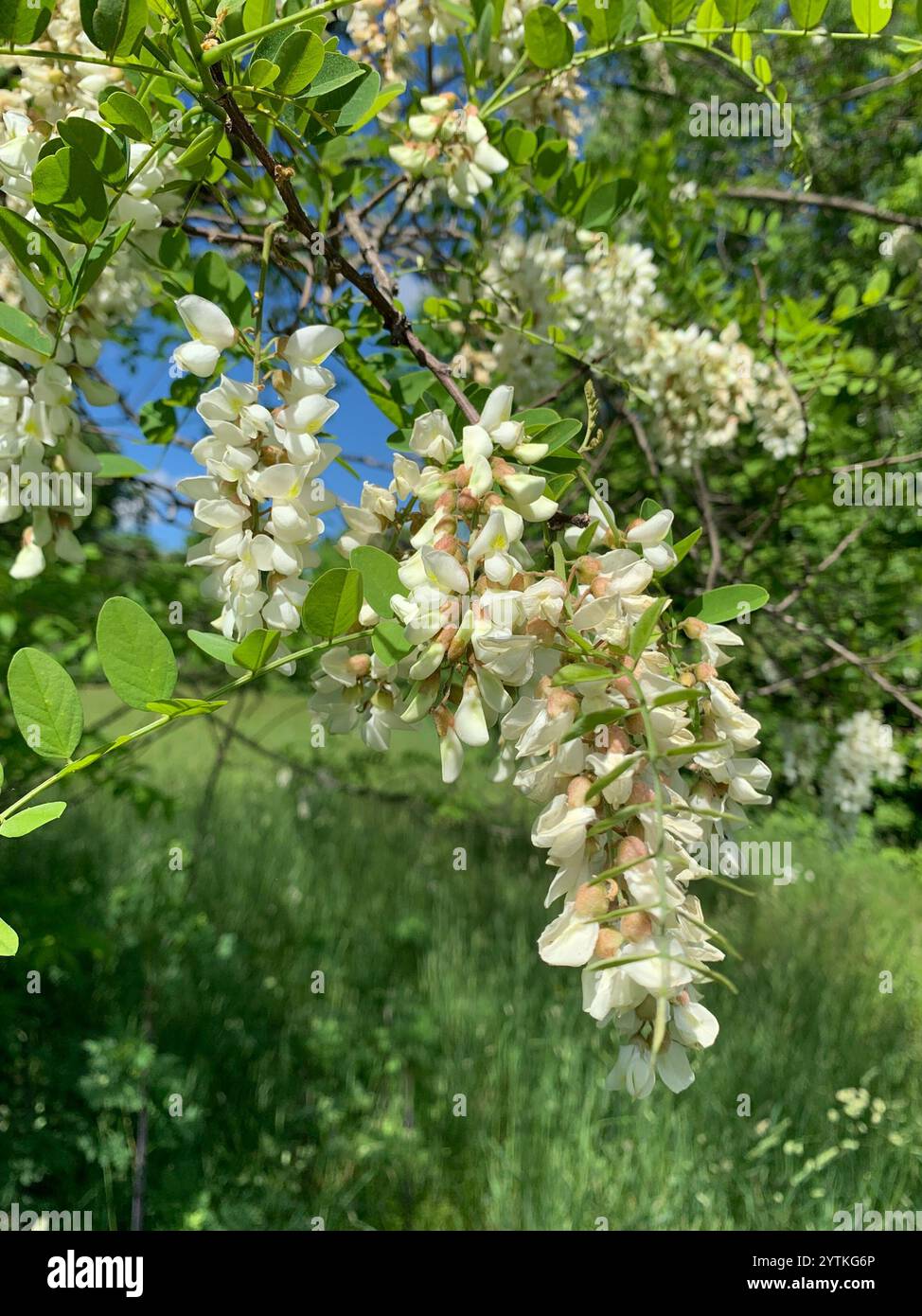 black locust (Robinia pseudoacacia Stock Photo - Alamy