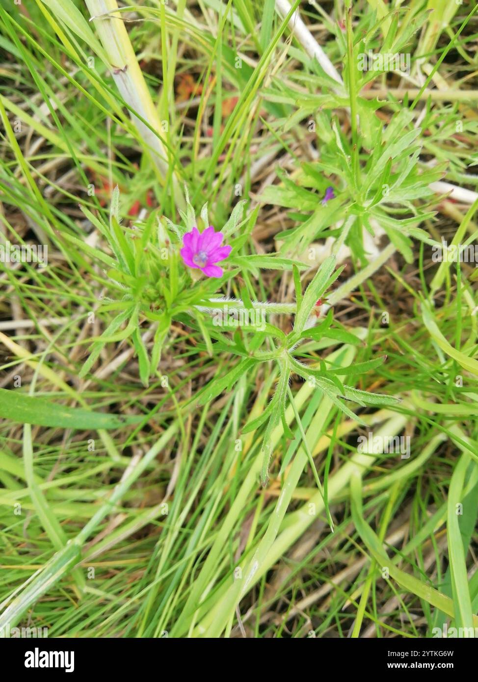 Cut-leaved crane's-bill (Geranium dissectum Stock Photo - Alamy