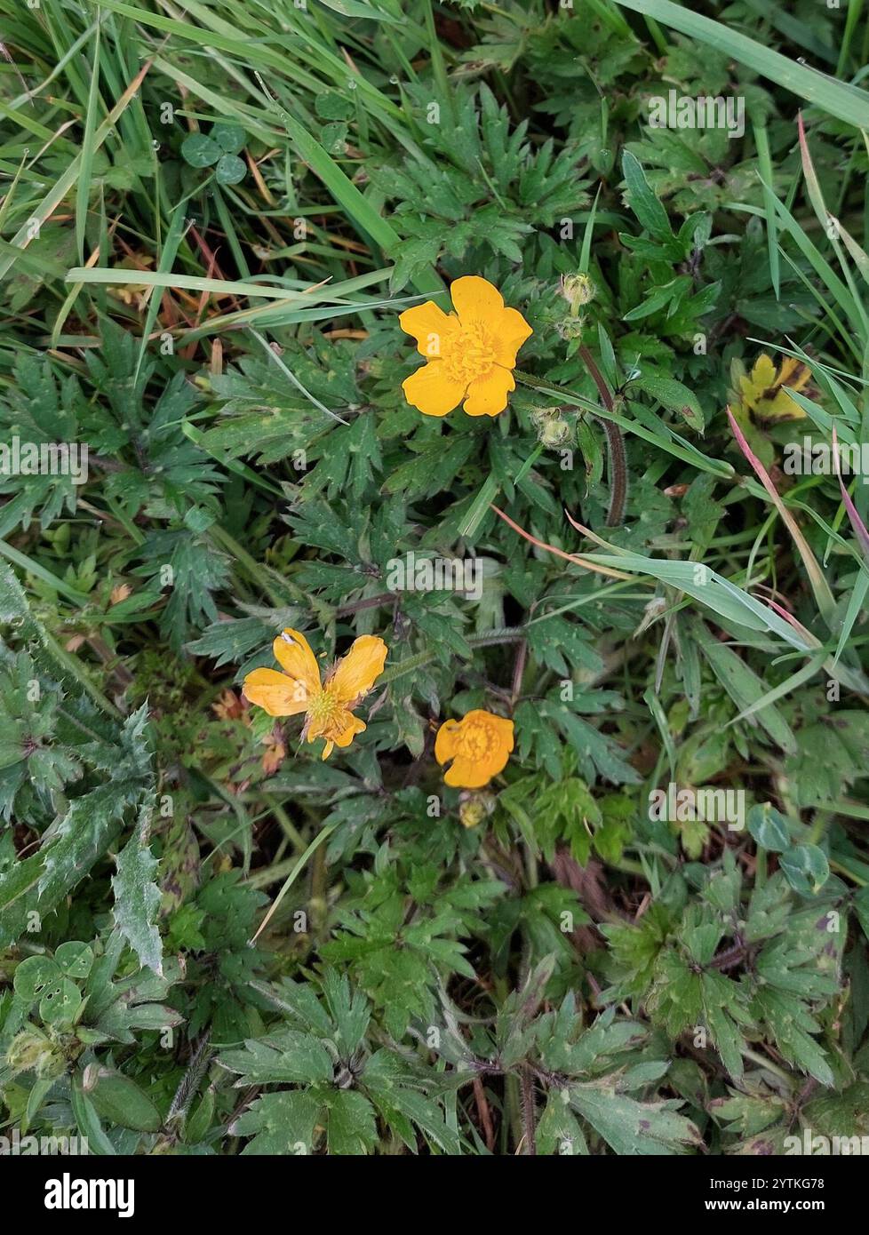 Creeping buttercup (Ranunculus repens Stock Photo - Alamy