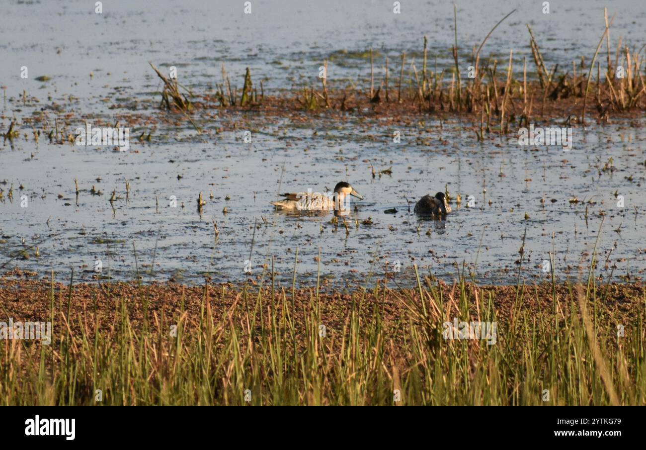 Silver Teal (Spatula versicolor Stock Photo - Alamy