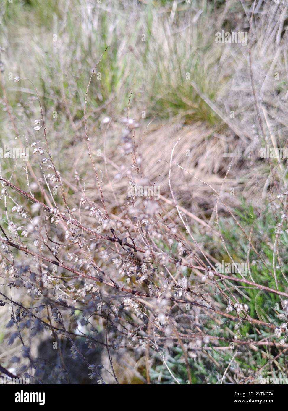 Field Sagewort (Artemisia campestris Stock Photo - Alamy
