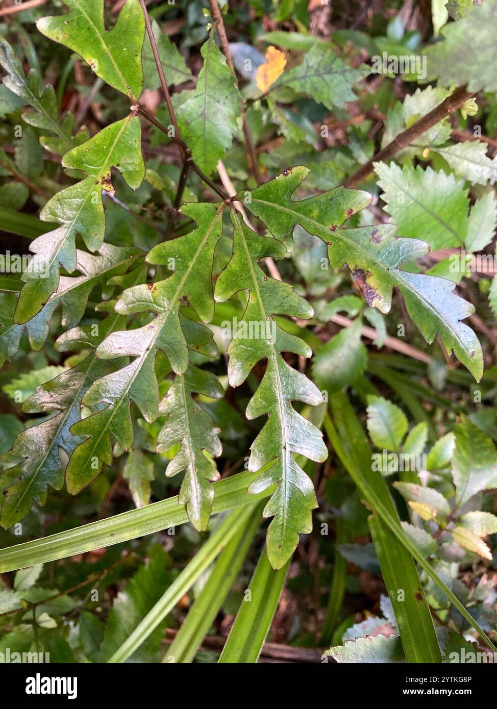 Raukawa (Raukaua edgerleyi Stock Photo - Alamy