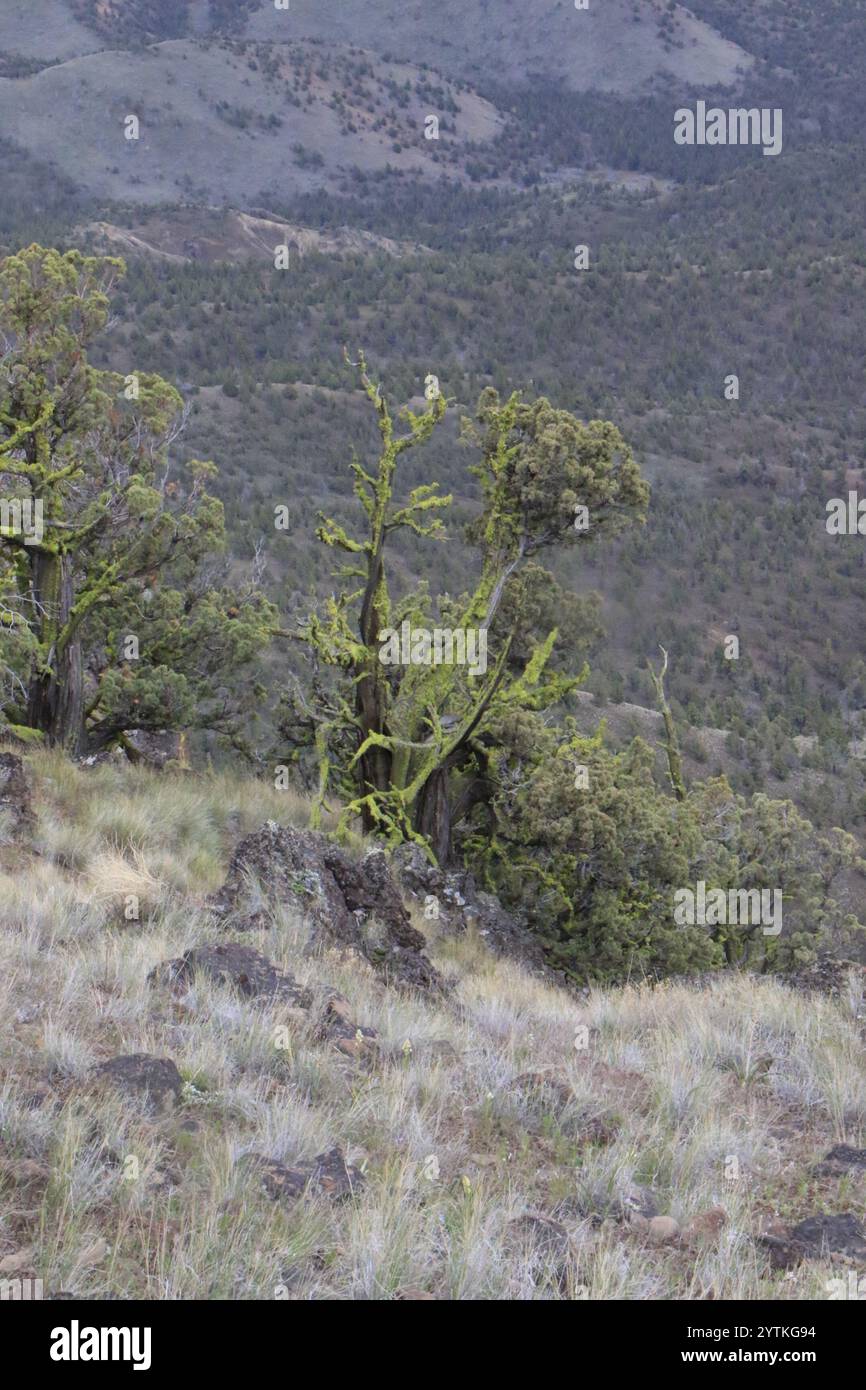 Wolf Lichens (Letharia Stock Photo - Alamy