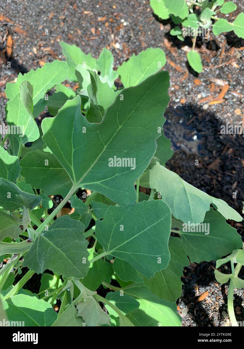 Common Lambsquarters (Chenopodium album Stock Photo - Alamy