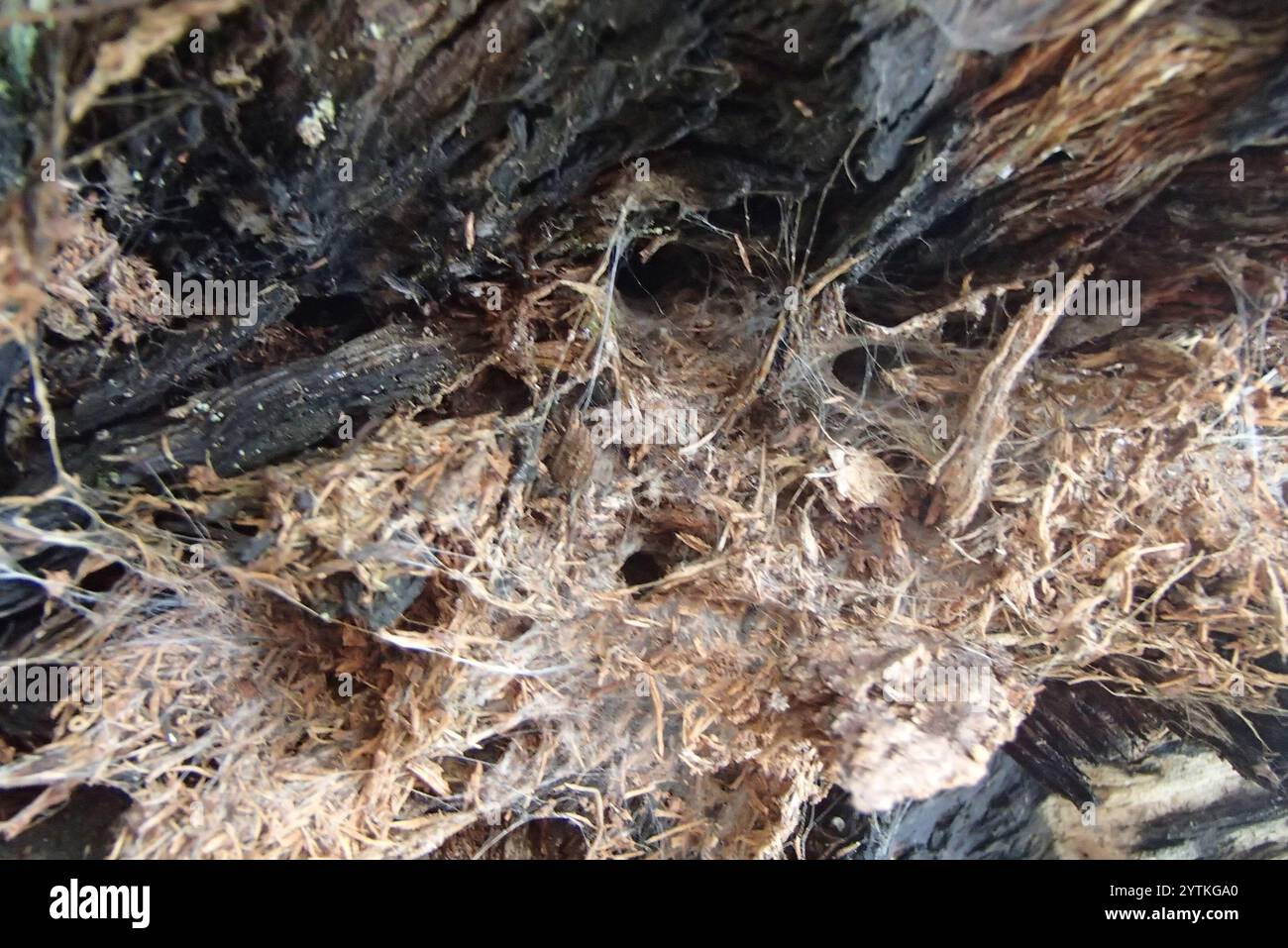 Hadronyche hi-res stock photography and images - Alamy