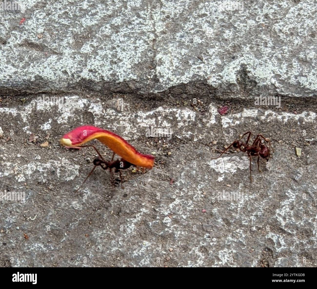 Chicatana Leafcutter Ant (Atta mexicana Stock Photo - Alamy