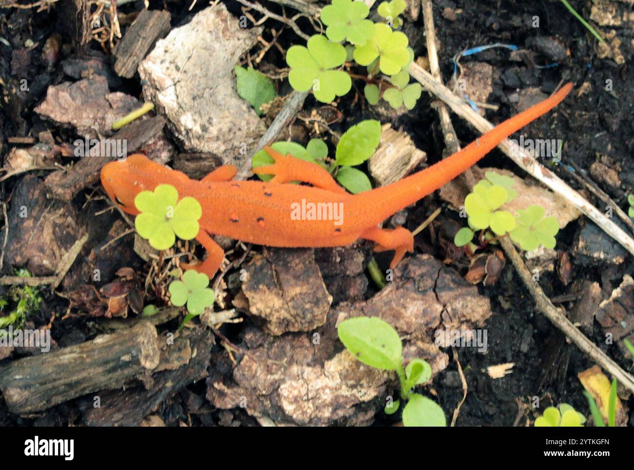 Eastern Newt (Notophthalmus viridescens Stock Photo - Alamy