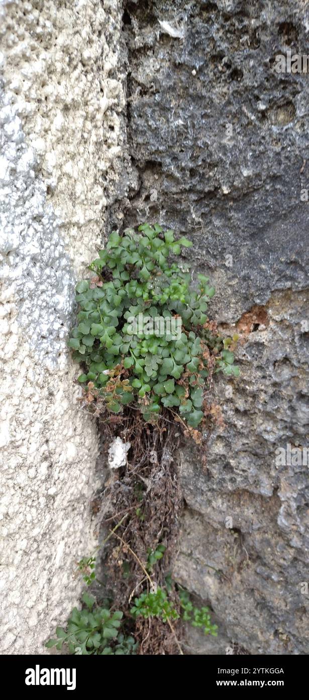 wall-rue (Asplenium ruta-muraria Stock Photo - Alamy