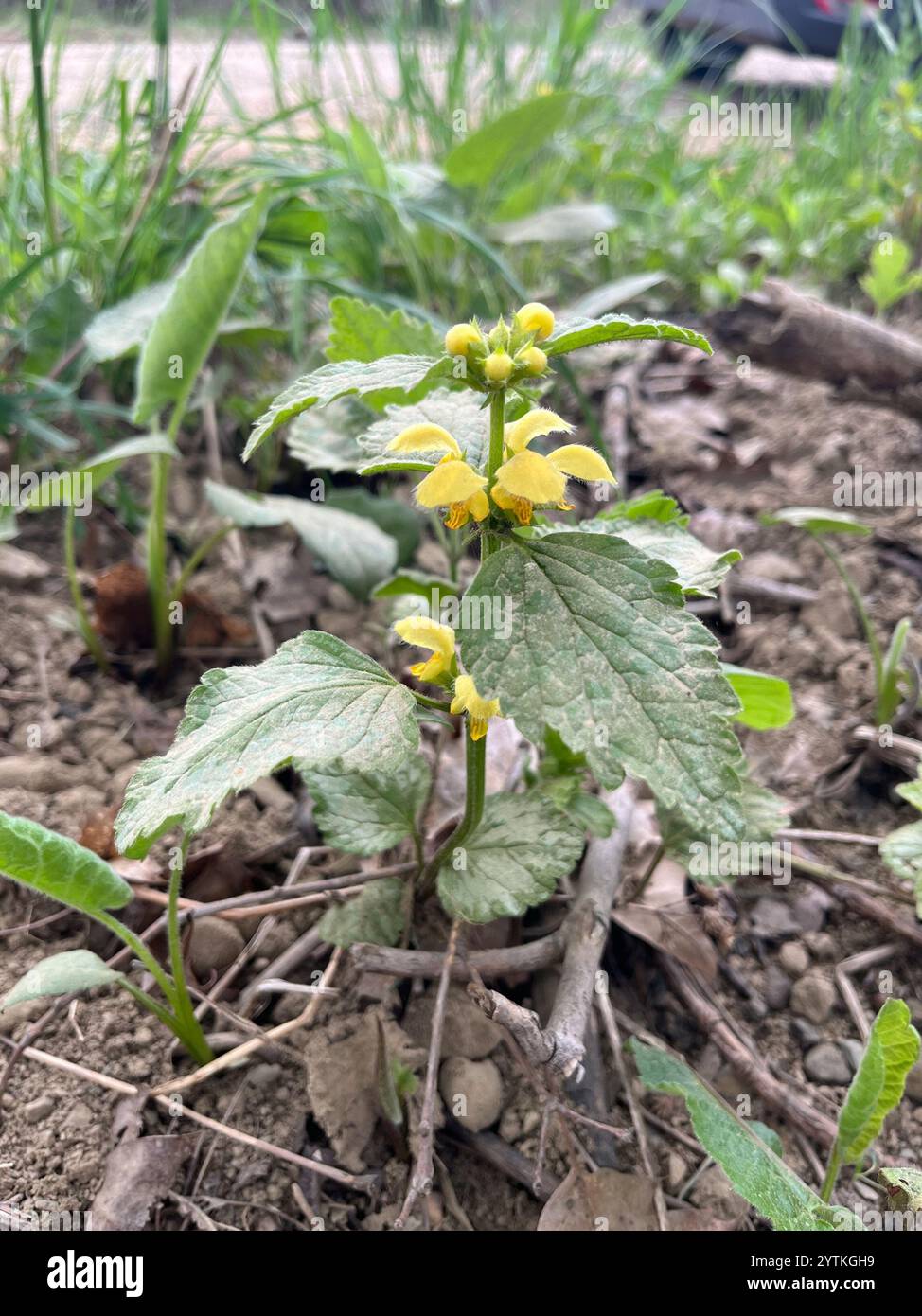 Variegated Yellow Archangel (Lamium galeobdolon argentatum Stock Photo ...
