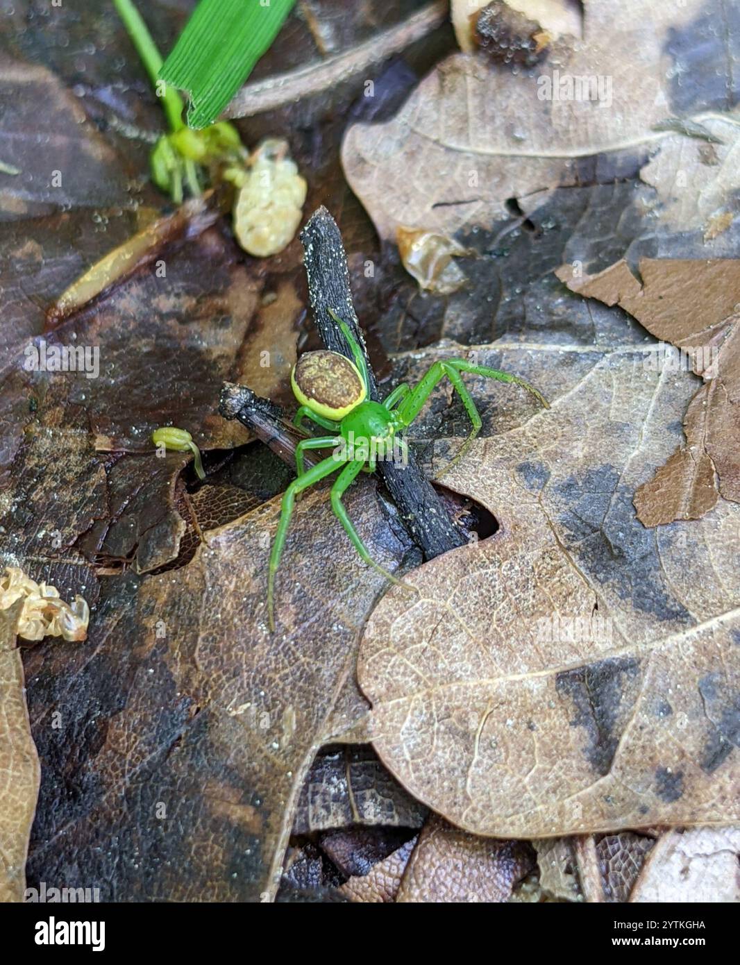 Green crab spider diaea dorsata hi-res stock photography and images - Alamy