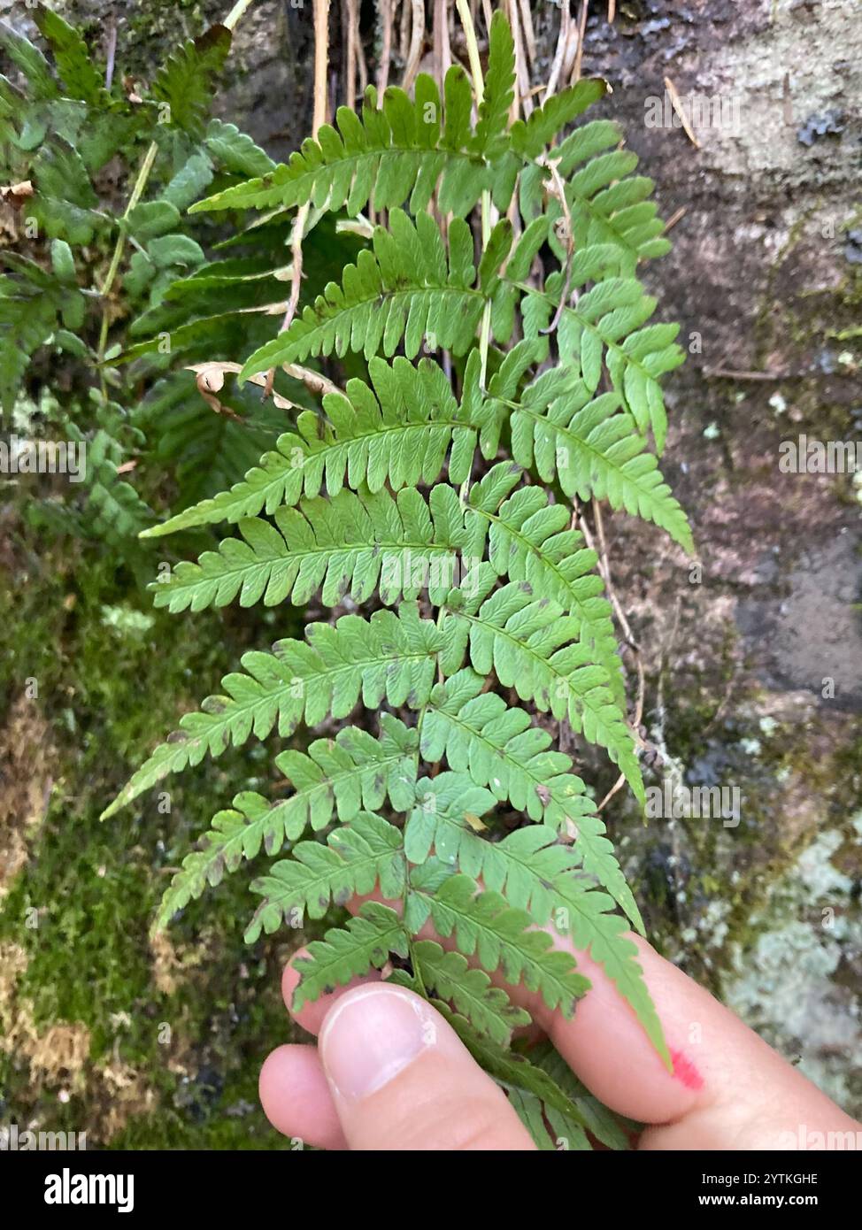 marginal wood fern (Dryopteris marginalis Stock Photo - Alamy