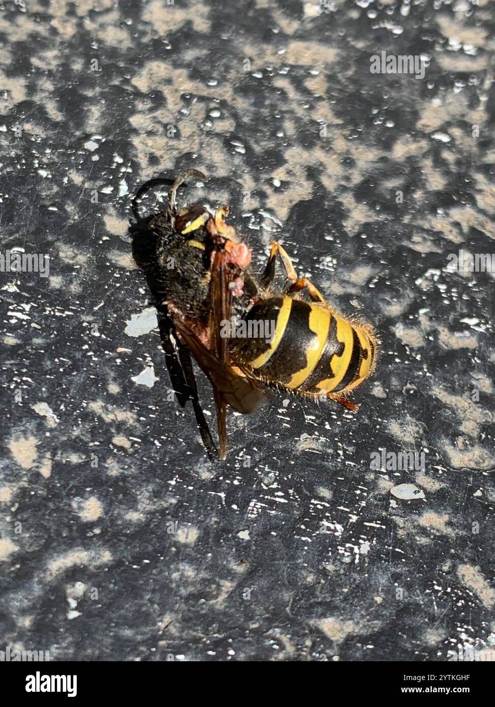 Alaska Yellowjacket (Vespula alascensis Stock Photo - Alamy