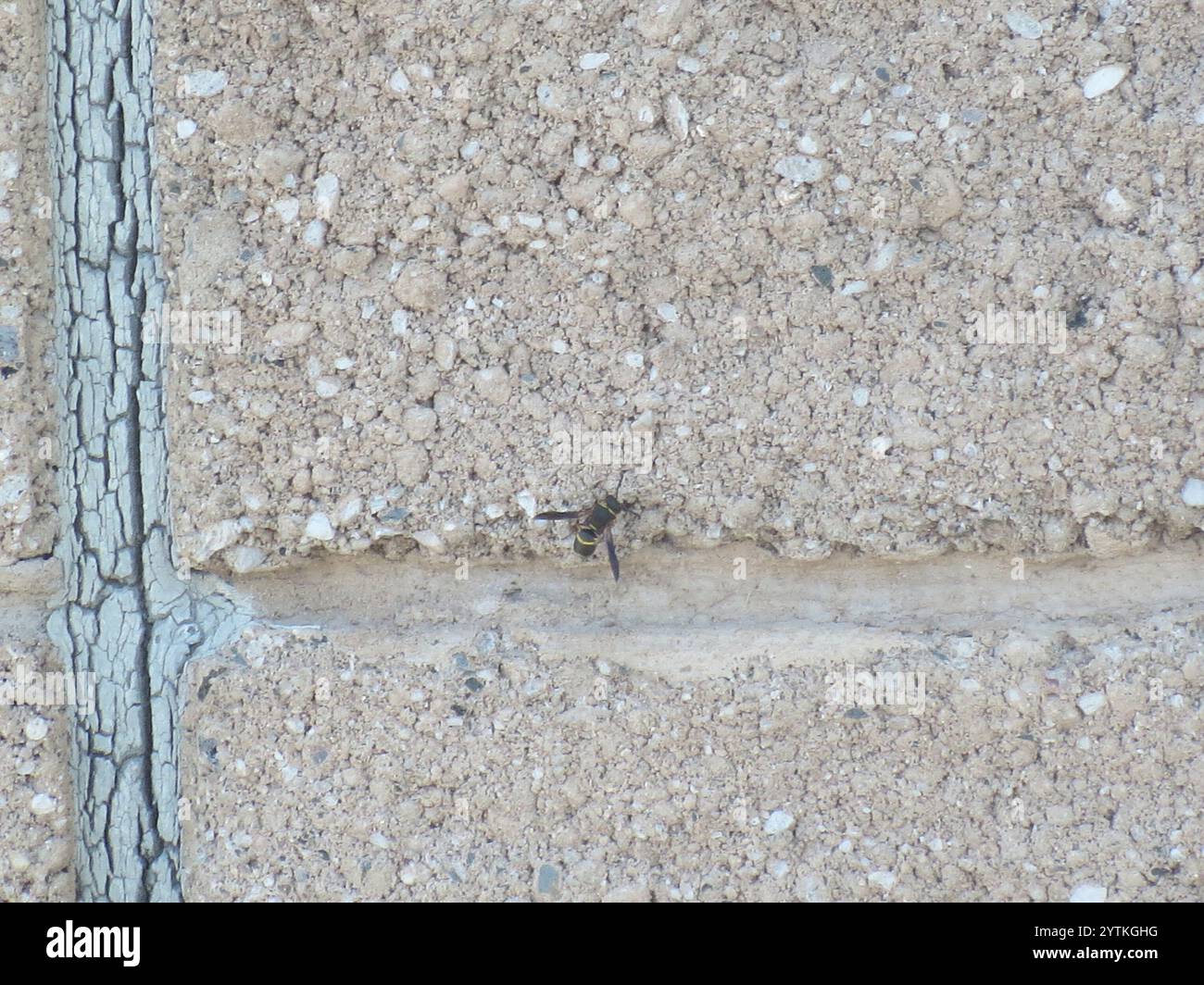 Ants, Bees, and Stinging Wasps (Aculeata Stock Photo - Alamy