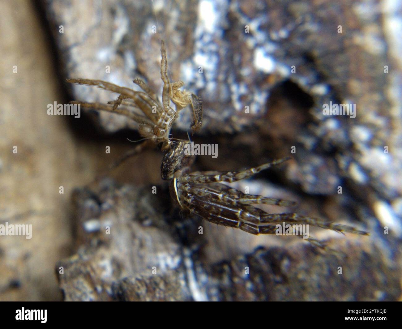 Crab Spiders (Thomisidae Stock Photo - Alamy