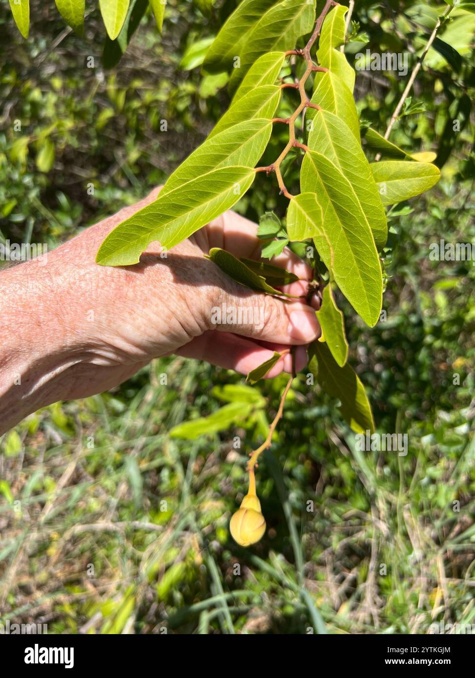 bay-leaved caper (Cynophalla flexuosa Stock Photo - Alamy