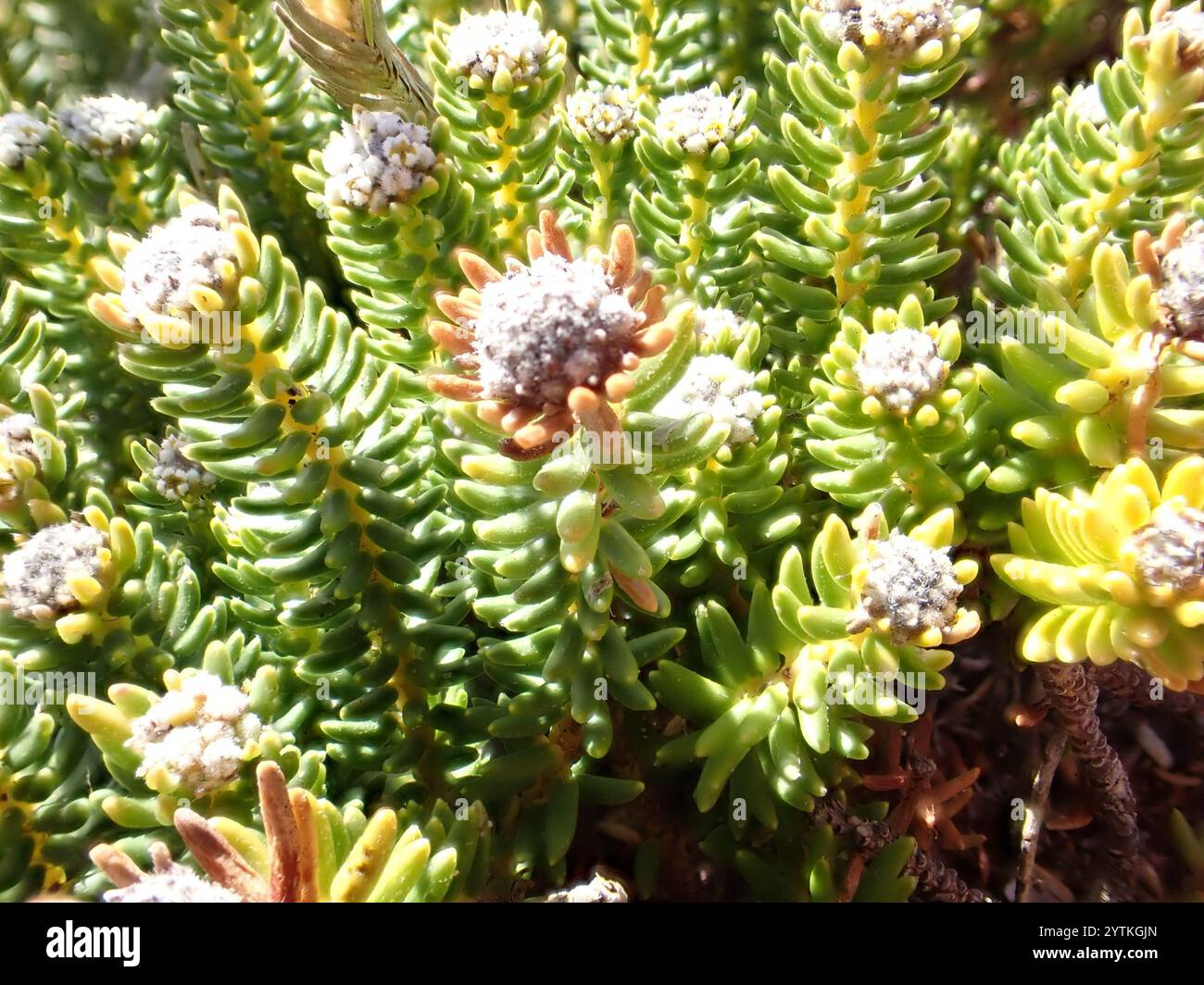 Heath Hardleaf (Phylica ericoides Stock Photo - Alamy