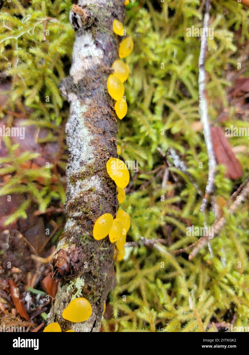 alpine jelly cone (Guepiniopsis alpina Stock Photo - Alamy