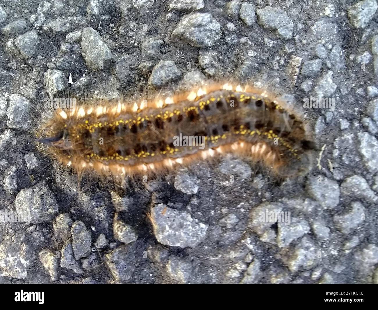 Drinker Moth (Euthrix potatoria Stock Photo - Alamy