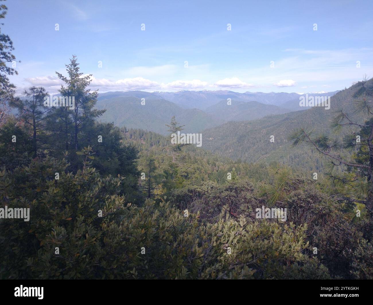 huckleberry oak (Quercus vacciniifolia Stock Photo - Alamy