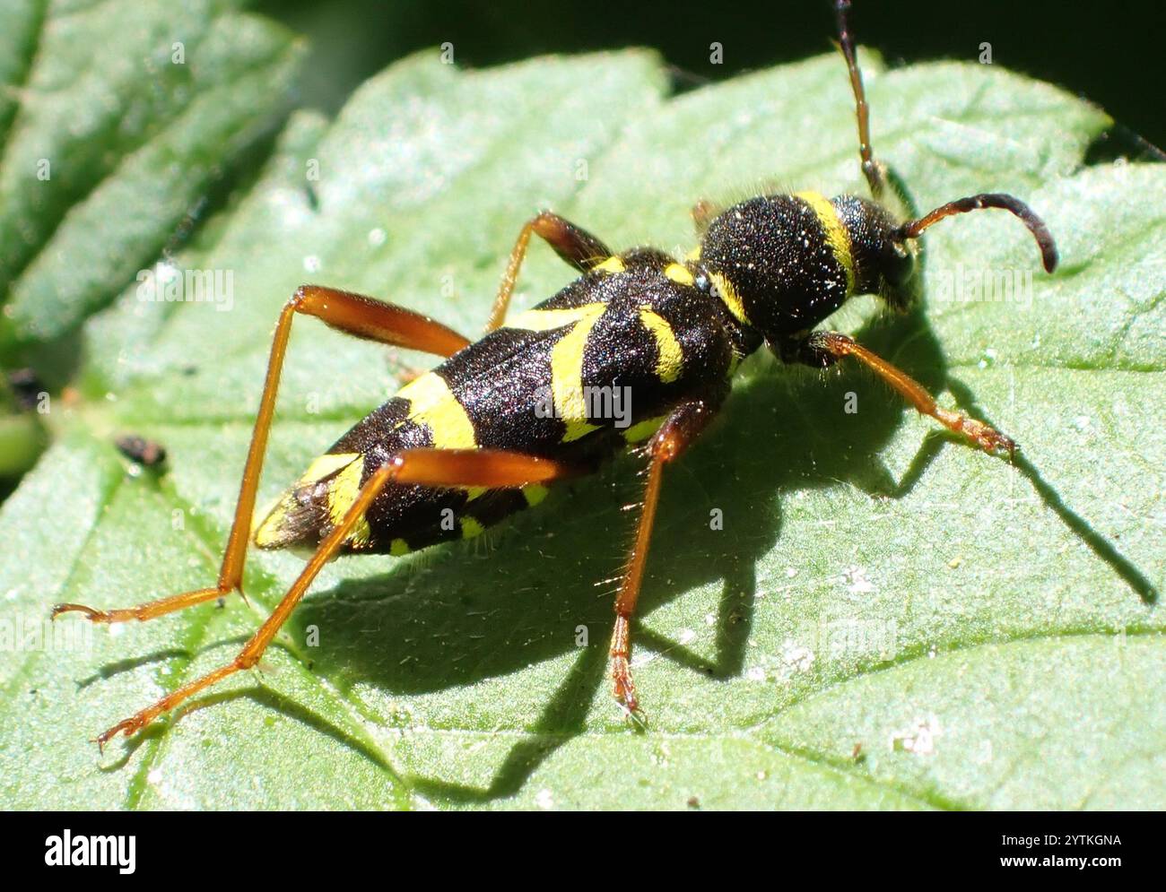 Wasp Beetle (Clytus arietis Stock Photo - Alamy
