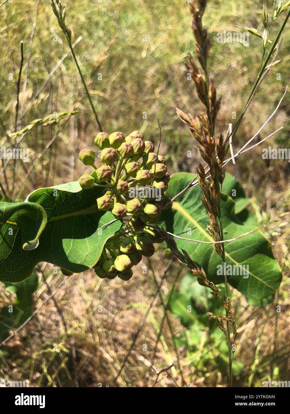 clasping milkweed (Asclepias amplexicaulis Stock Photo - Alamy