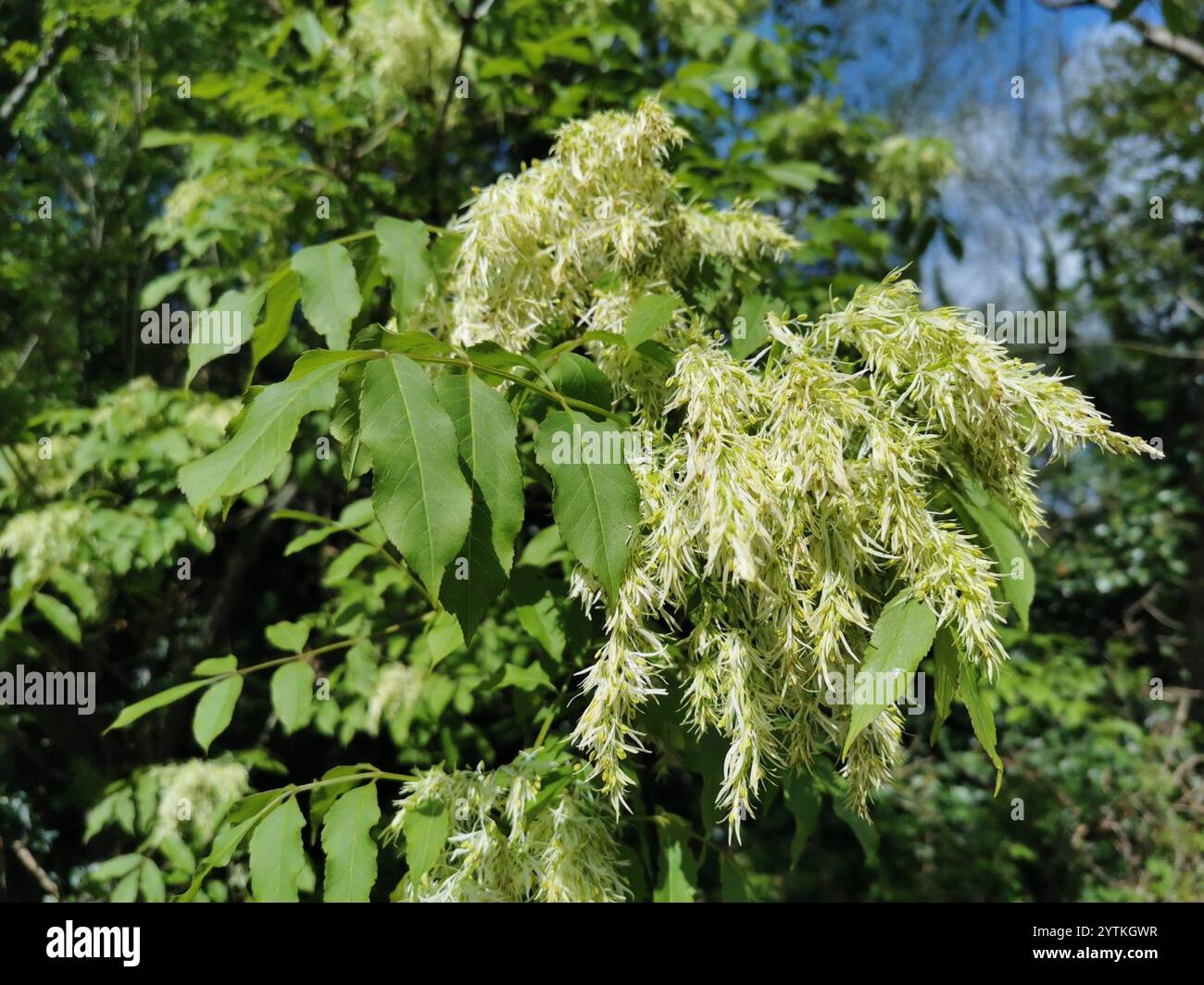 Manna ash (Fraxinus ornus Stock Photo - Alamy