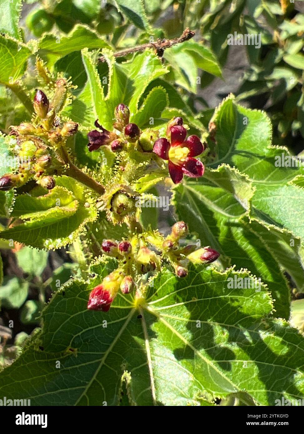 Bellyache bush hi-res stock photography and images - Alamy