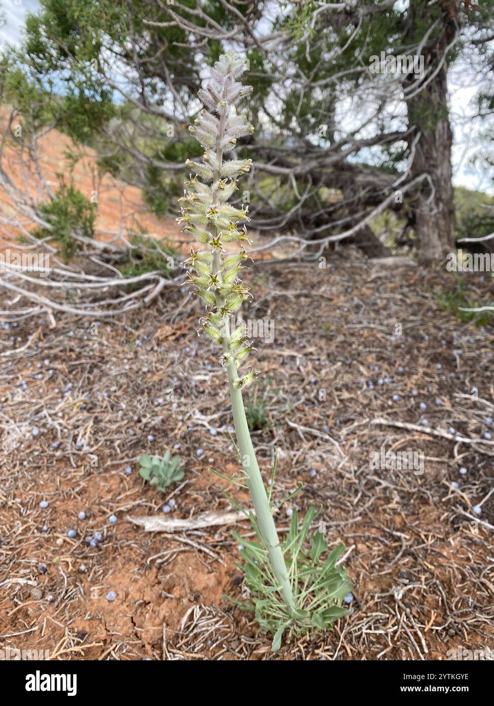 thick-stem wild cabbage (Caulanthus crassicaulis Stock Photo - Alamy