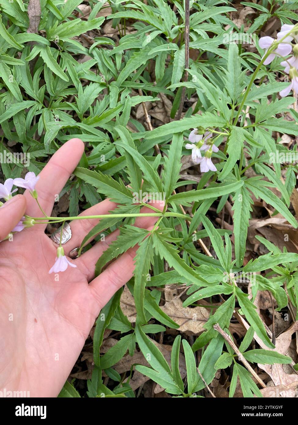 cut-leaved toothwort (Cardamine concatenata Stock Photo - Alamy