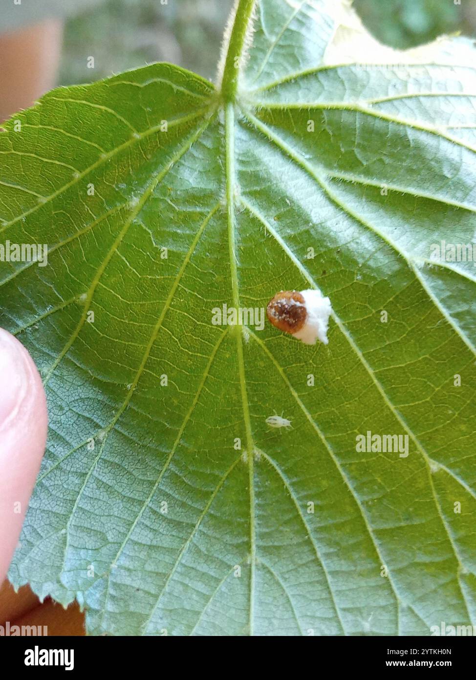 Cottony Hydrangea Scale (Pulvinaria kuwacola Stock Photo - Alamy