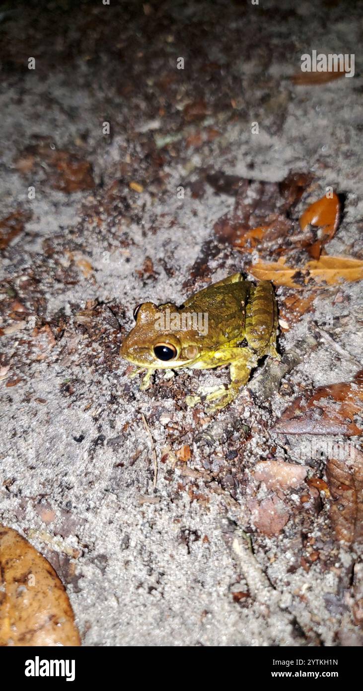 Cuban Tree Frog (Osteopilus septentrionalis Stock Photo - Alamy