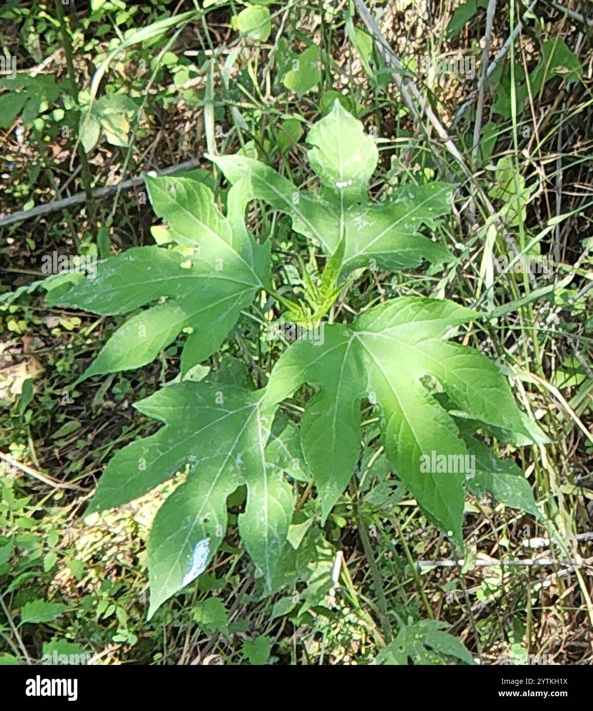 giant ragweed (Ambrosia trifida Stock Photo - Alamy
