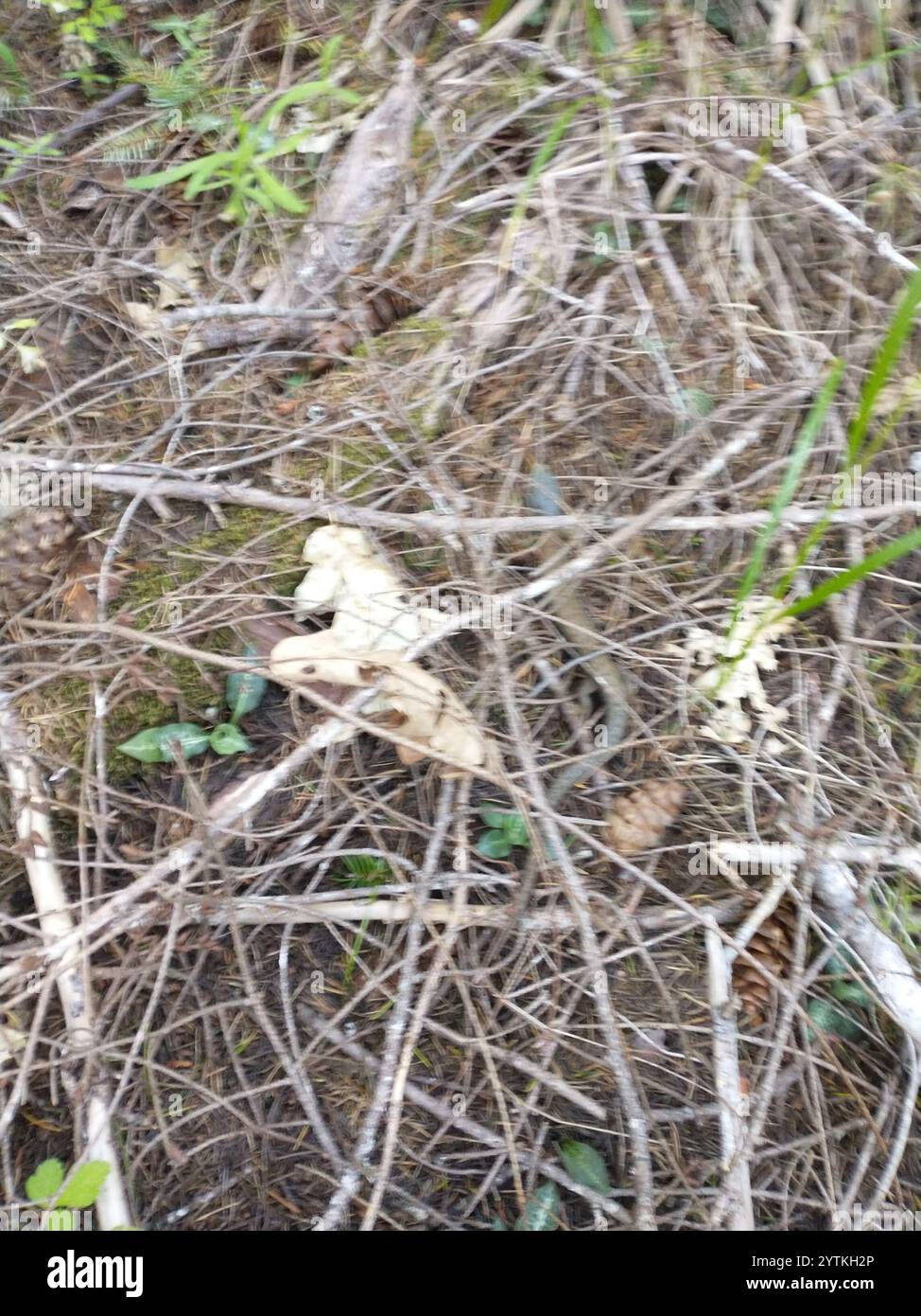 Northern Alligator Lizard (Elgaria coerulea Stock Photo - Alamy