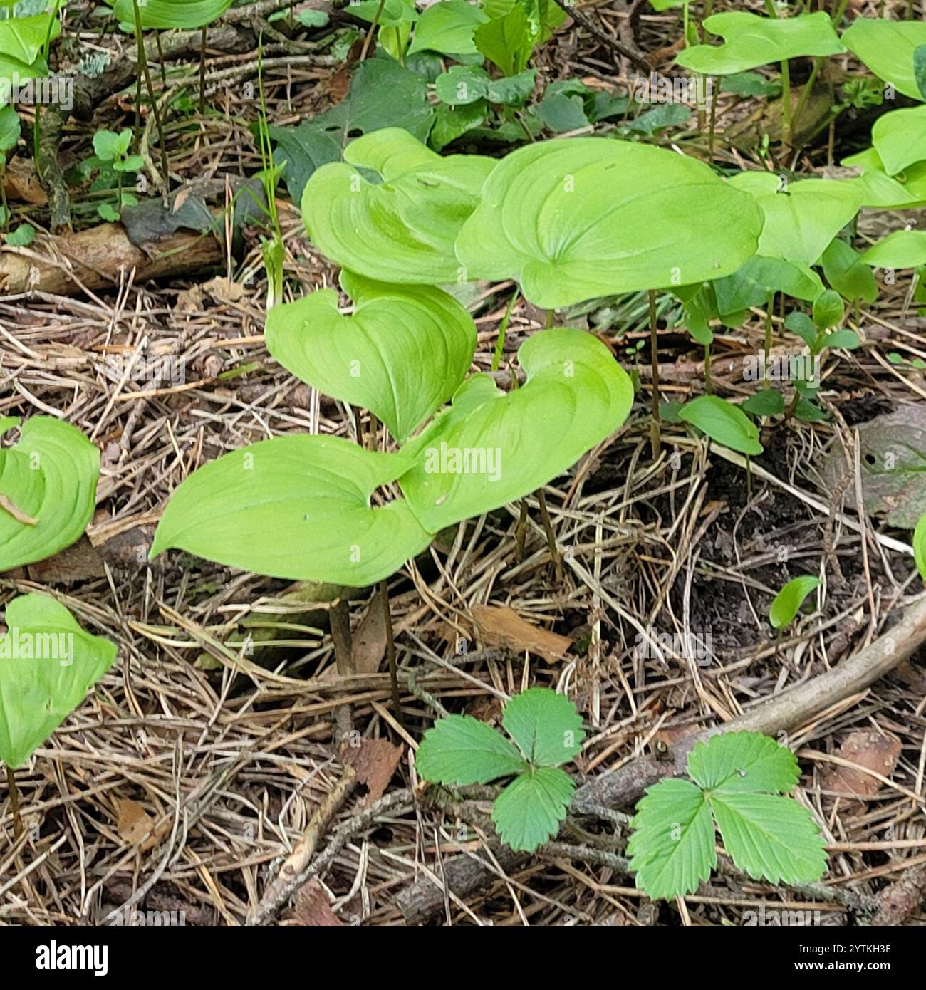 May Lily (Maianthemum bifolium Stock Photo - Alamy